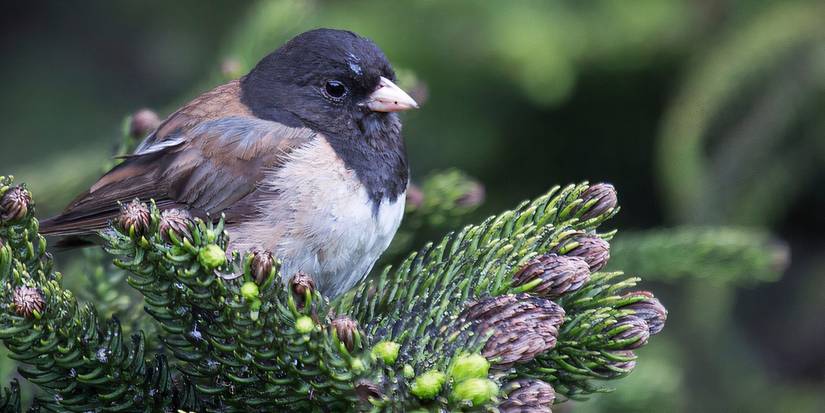 Autumn Birds: Learn How To Attract 6 Fall Birds To Your Backyard