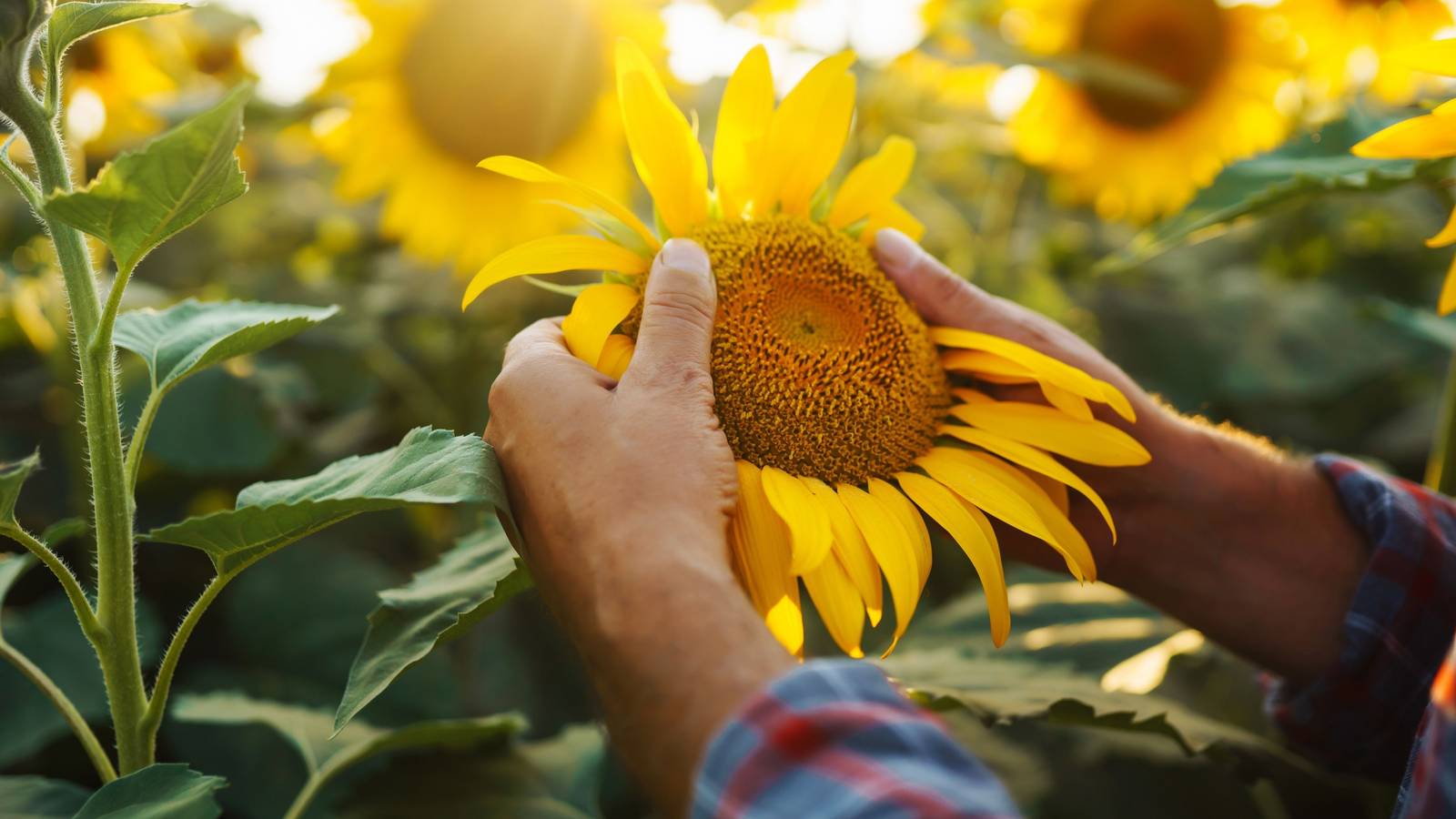 Save 3 Herb Seeds and 3 Flower Seeds From Your Summer Garden