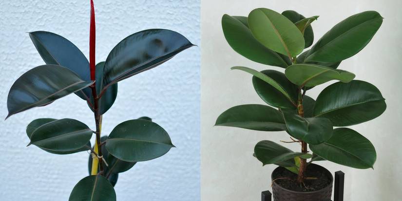 Learn How To Care For a Rubber Plant With Easy Steps