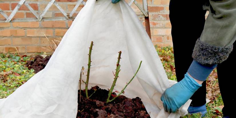 Roses That Never Stop Blooming? Here's the Secret Garden Hack