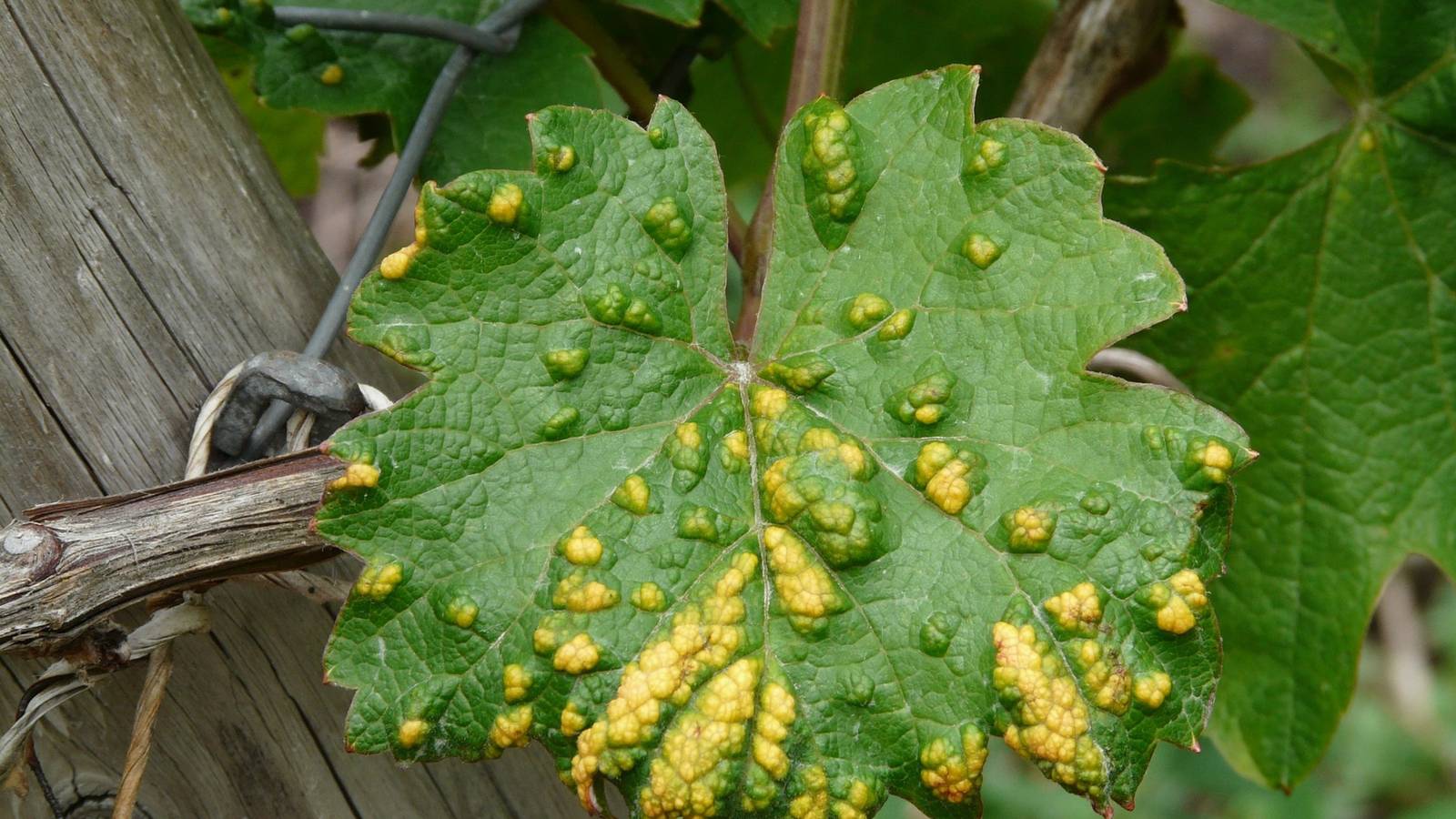 The Complete Guide to Plant Galls