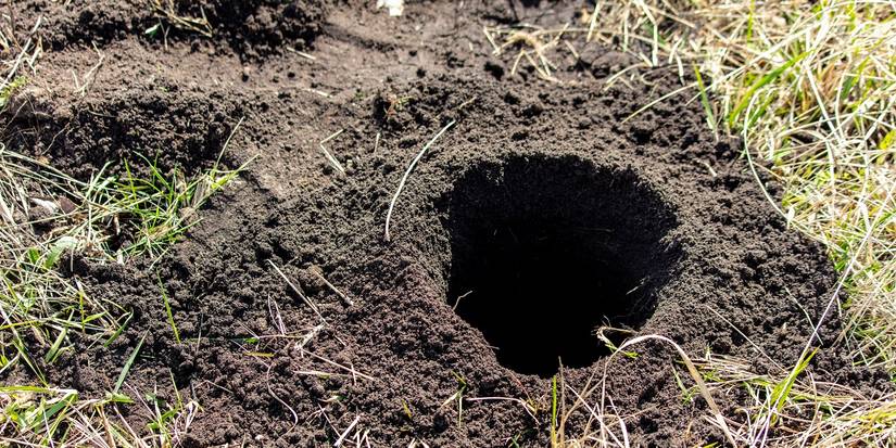 How to Identify and Repel Pests Digging Holes in Your Garden