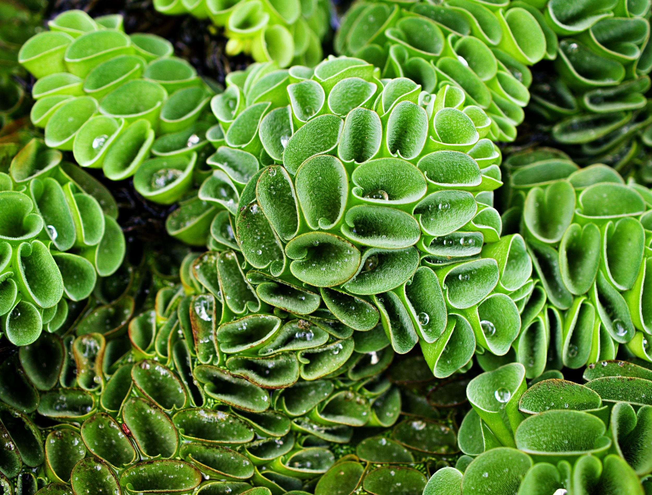 Salvinia Molesta Uses