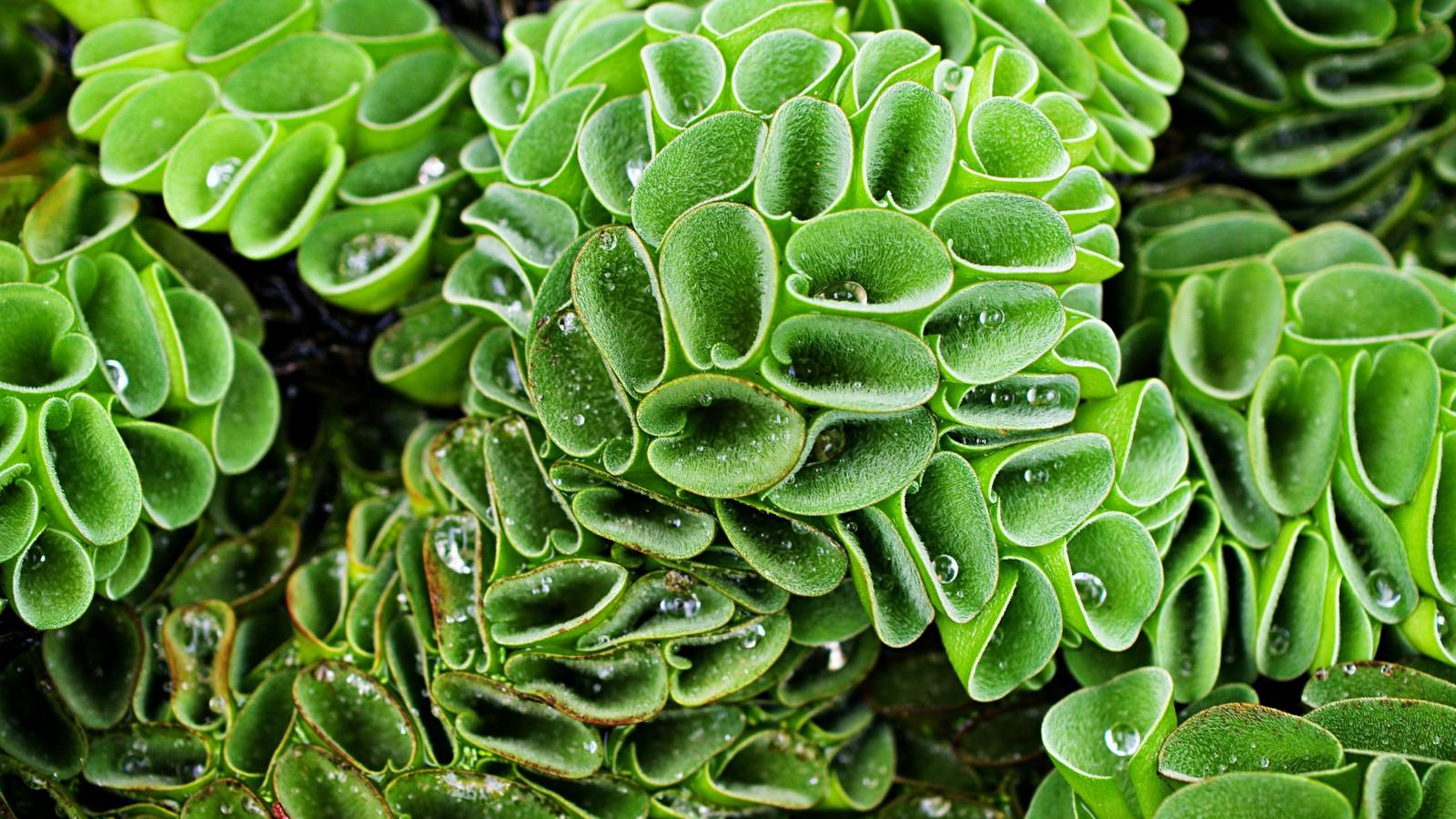 Combatting Giant Salvinia: A Guide for Gardeners