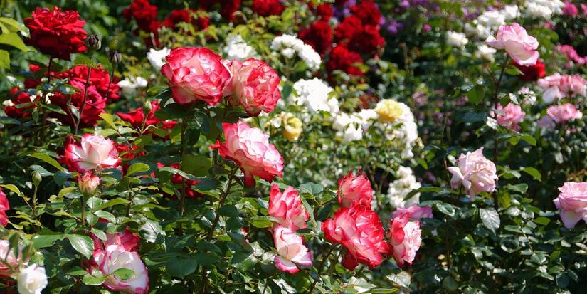 The Ultimate Guide to Types of Roses That Thrive in Your Climate