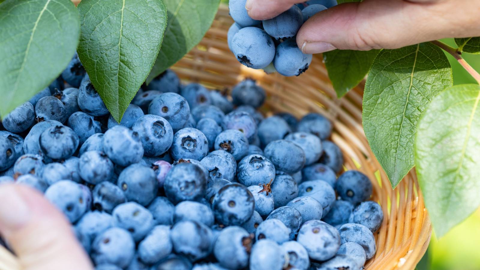 Visit a Berry Farm and Turn Summer Into a Sweet Adventure