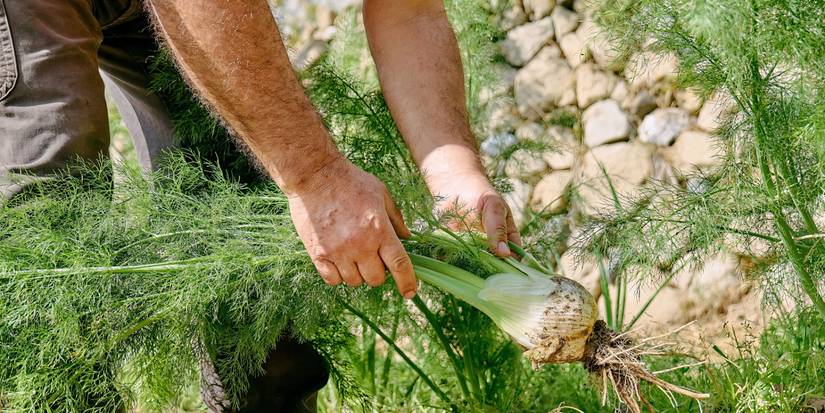 6 Plants That Boost Eye Health and Fight Eye Problems