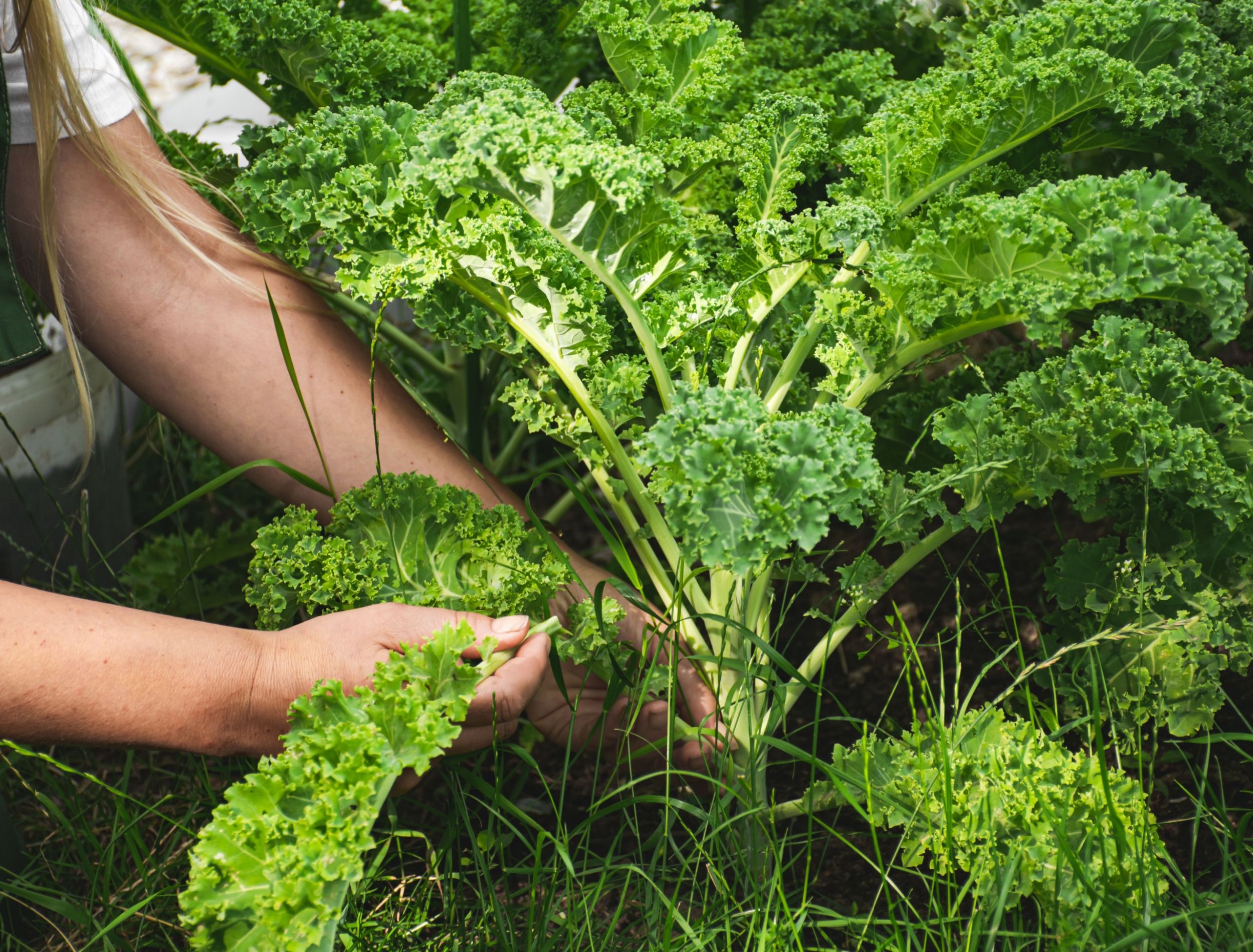 Late Fall Harvest: 7 Vegetables You Can Still Enjoy in November