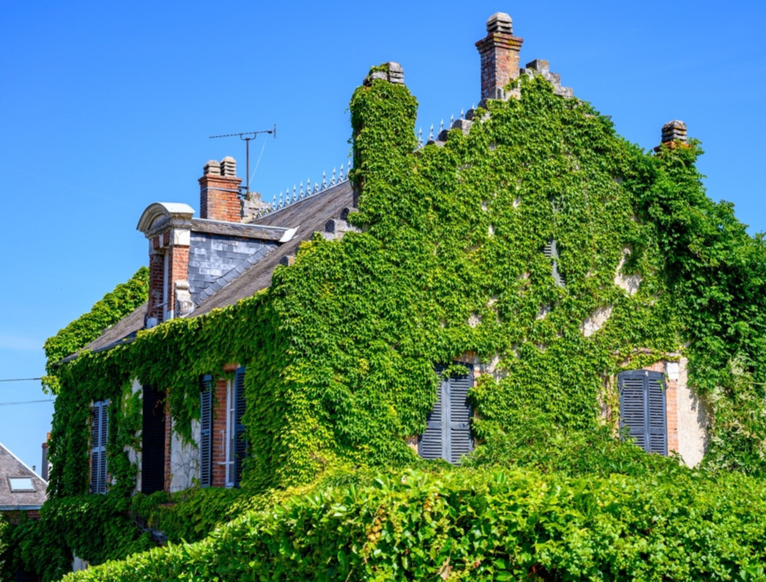 How to Remove Invasive Vines From Your Home and Garden