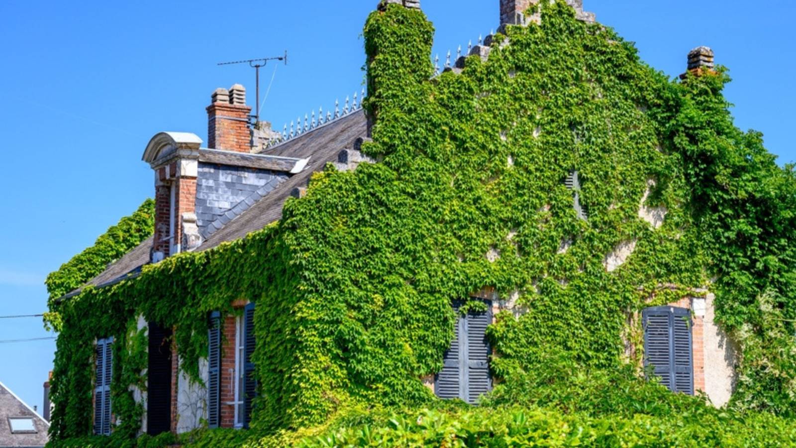 How to Remove Invasive Vines From Your Home and Garden