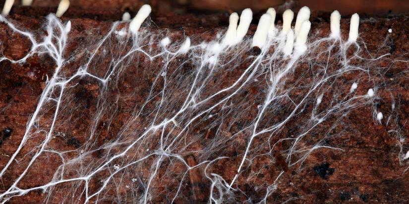 Learn How to Grow Mushrooms at Home in 8 Steps