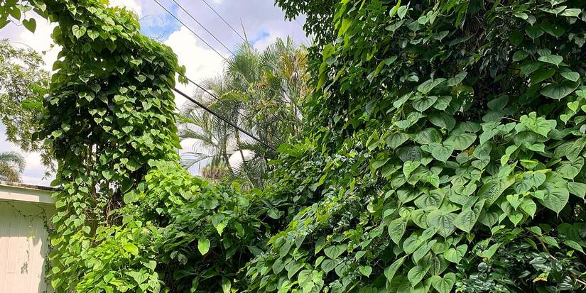 How to Remove Invasive Vines From Your Home and Garden