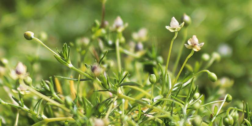 Walkable Groundcovers That Add Beauty and Reduce Lawn Upkeep