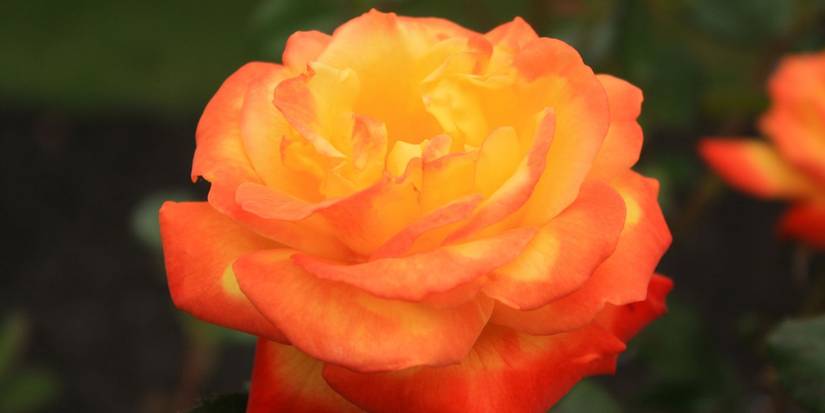 6 Flower Cultivars Named After Famous People