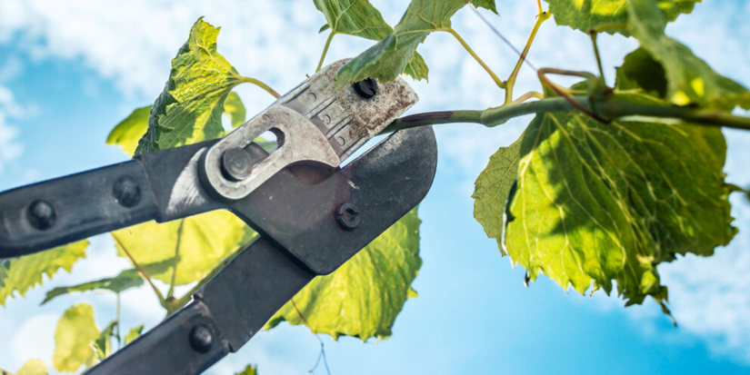 How to Remove Invasive Vines From Your Home and Garden