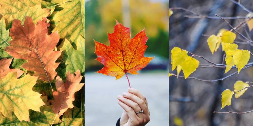 Fun Science Experiment: Discover Hidden Pigments in Fall Leaves