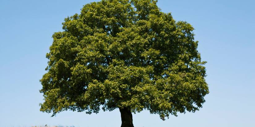 Keystone Native Plants for a Thriving Wildlife Habitat