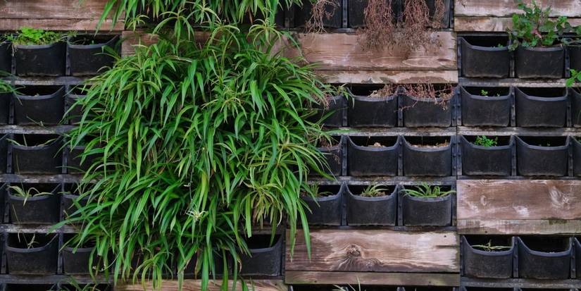 Small Spaces, Big Blooms: The Art of Pocket Gardening
