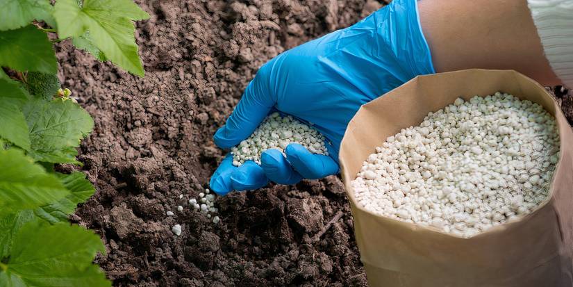 The Real Reasons Your Roses Aren’t Flowering