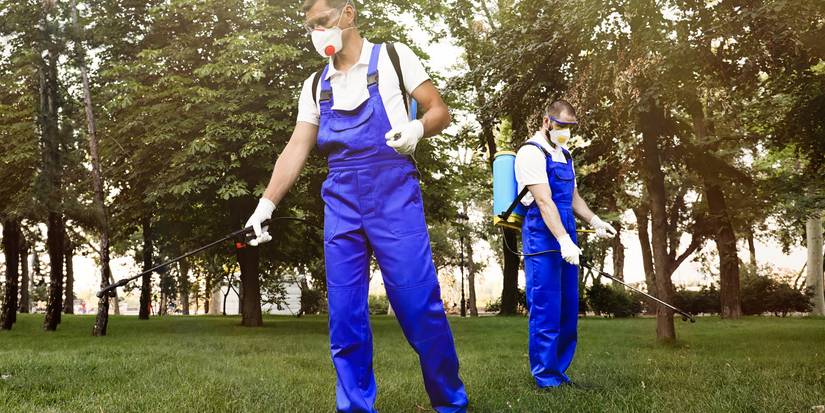 The Wasp Species Eating Elm Trees at Record Speed