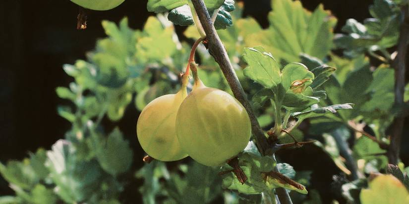 Master Gooseberry Cultivation: Soil, Sunlight, and Pest Management Tips