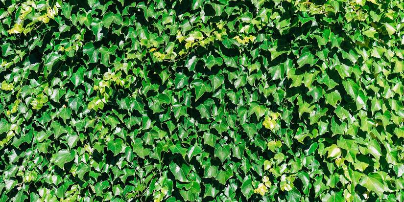 The Best Spooky Vines to Haunt Your Garden This Halloween