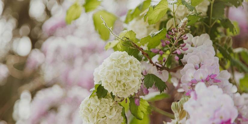 Allergy-Friendly Gardening: 5 Cute Low-Allergen Plants to Grow