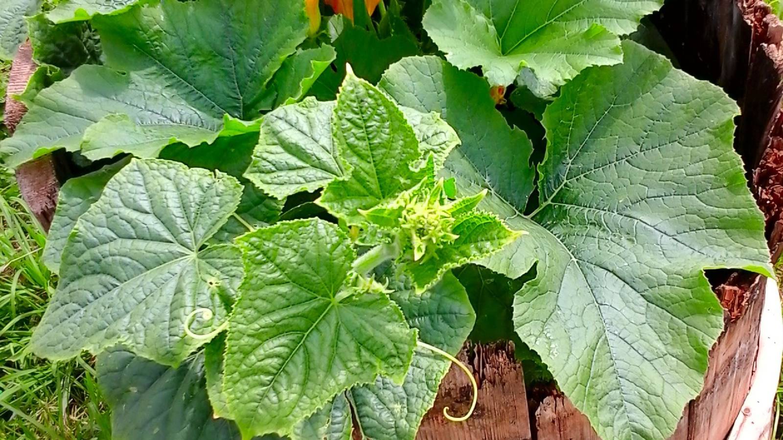 Comparing Vining Cucumbers and Bush Cucumbers