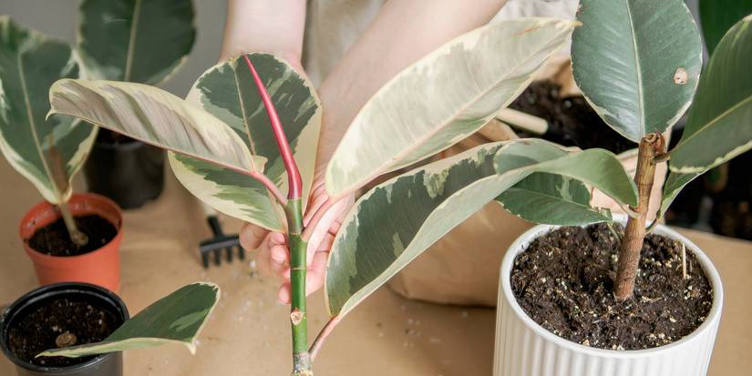 It's the Year of the Ficus, and Designers Are All In!