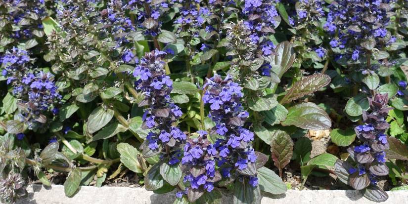 Creative Lawn Alternatives for Bare Spots and Shady Yard Areas