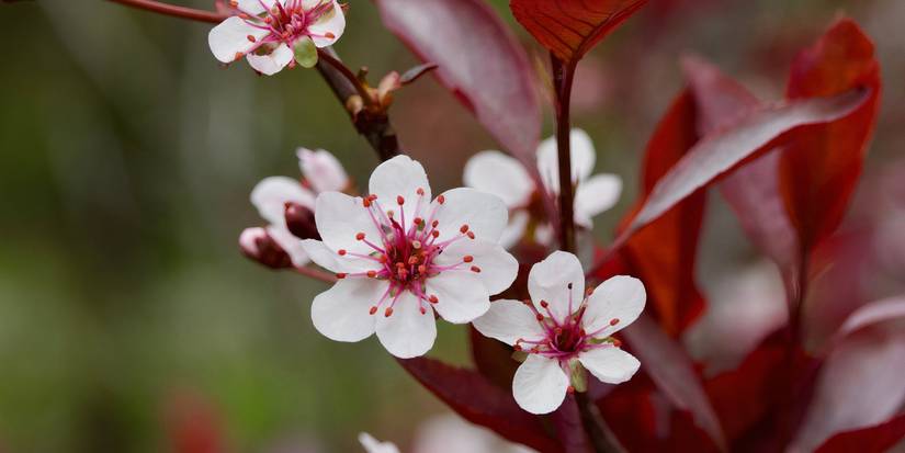 Fleeting Flowering Trees: Stunning Blooms That Last Just Weeks