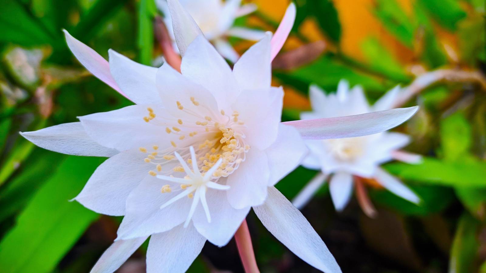 This Untouchable Beauty Blooms Only at Night