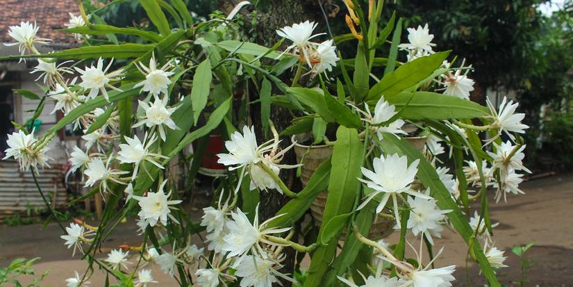 Don’t Blink! This Rare Flower Blooms Only One Night a Year