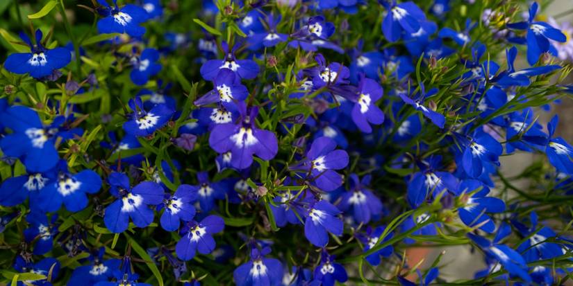 Reasons Lobelia Will Instantly Elevate Your Landscaping