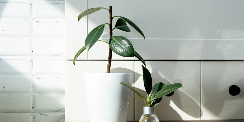 Five Houseplants That Make Your Home Look Instantly High End