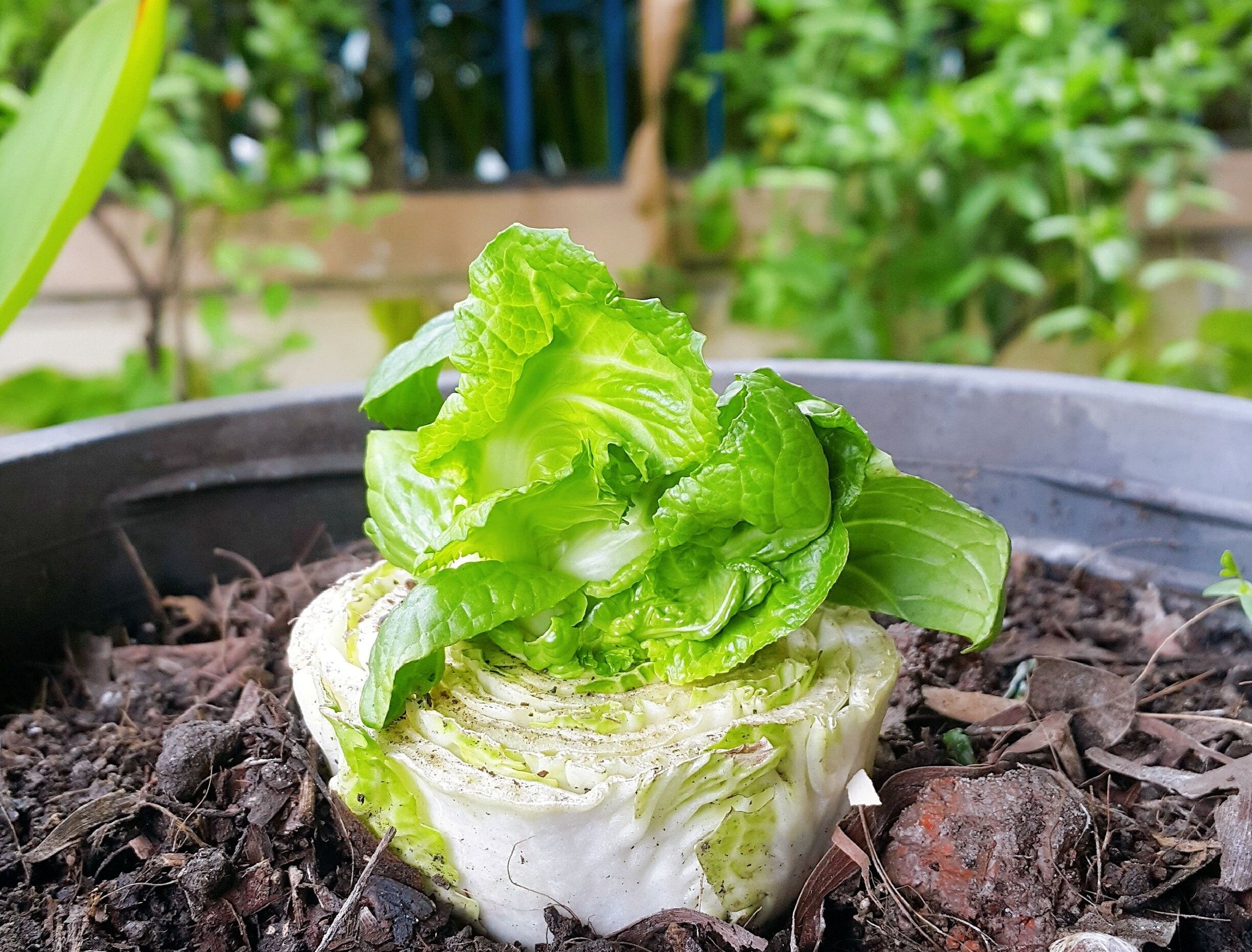 Grow Your Garden Sustainably by Planting Vegetable Scraps