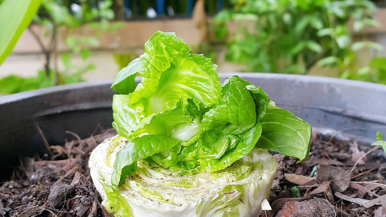 Grow Your Garden Sustainably by Planting Vegetable Scraps