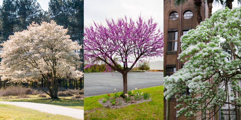 How the Bradford Pear Turned From a Beloved Element to an Invasive Tree