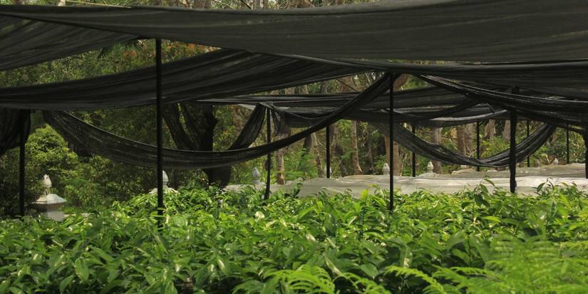 Transform Your Yard with Microclimate Gardens: Create Miniature Ecosystems