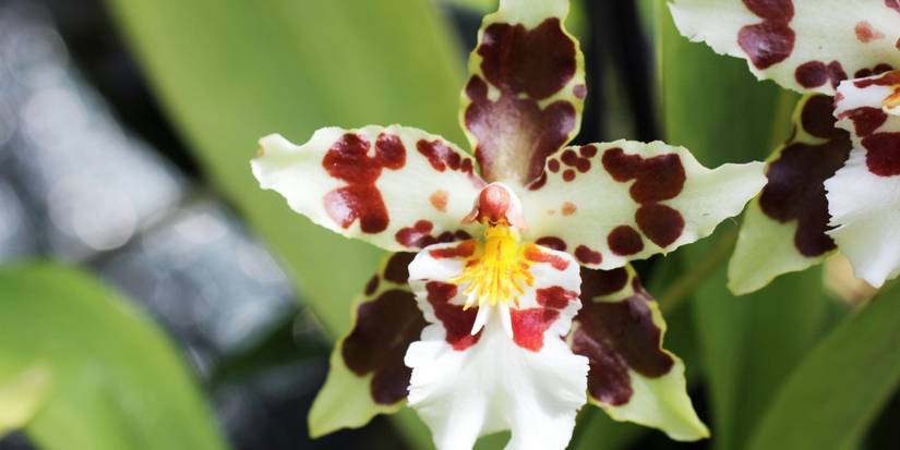 The Dancing Orchid: Discovering the Charm of Oncidium Plants