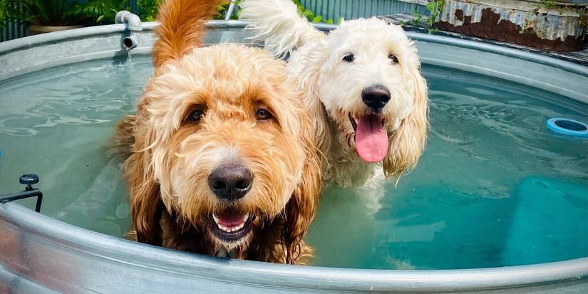 Fun DIY Dog Pool Projects to Keep Your Furry Friend Cool