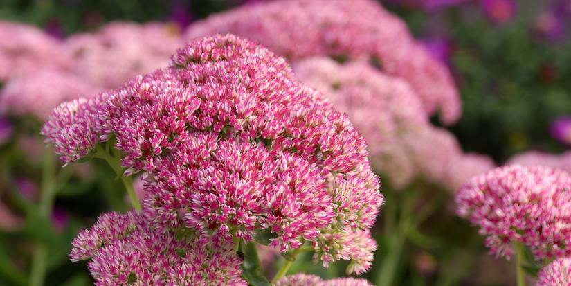 Gardening in Middle Earth: 6 Garden Plants That Inspired J.R.R. Tolkien