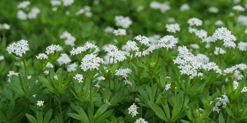 Gardening in Middle Earth: 6 Garden Plants That Inspired J.R.R. Tolkien