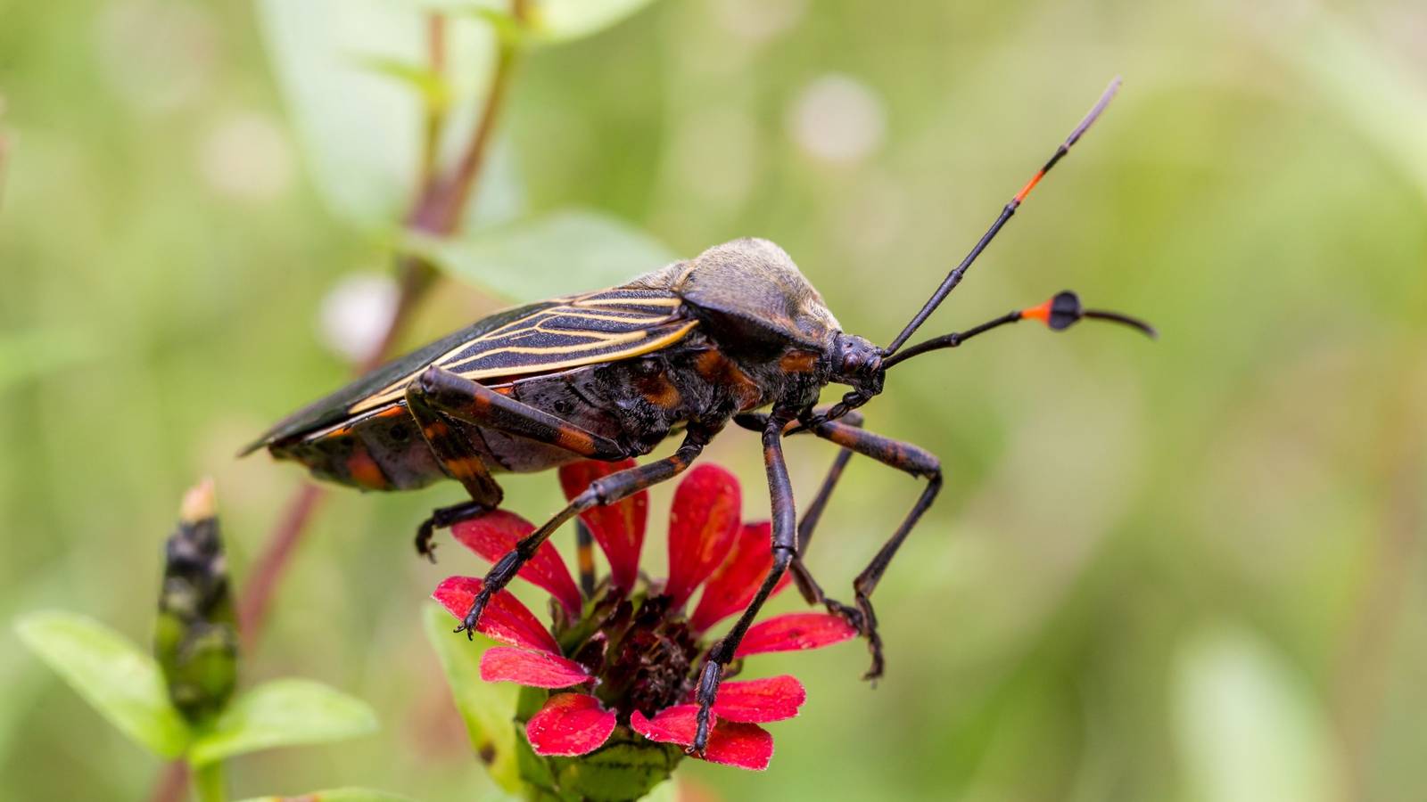 Kissing Bugs: Garden Pests That Bring Disease