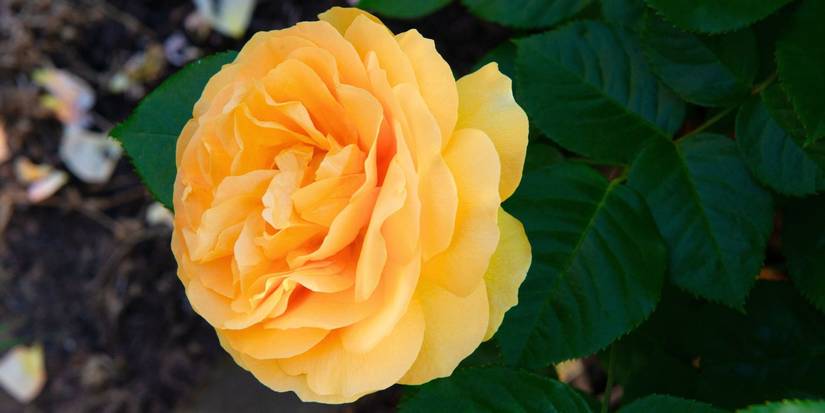 The Ultimate Guide to Types of Roses That Thrive in Your Climate