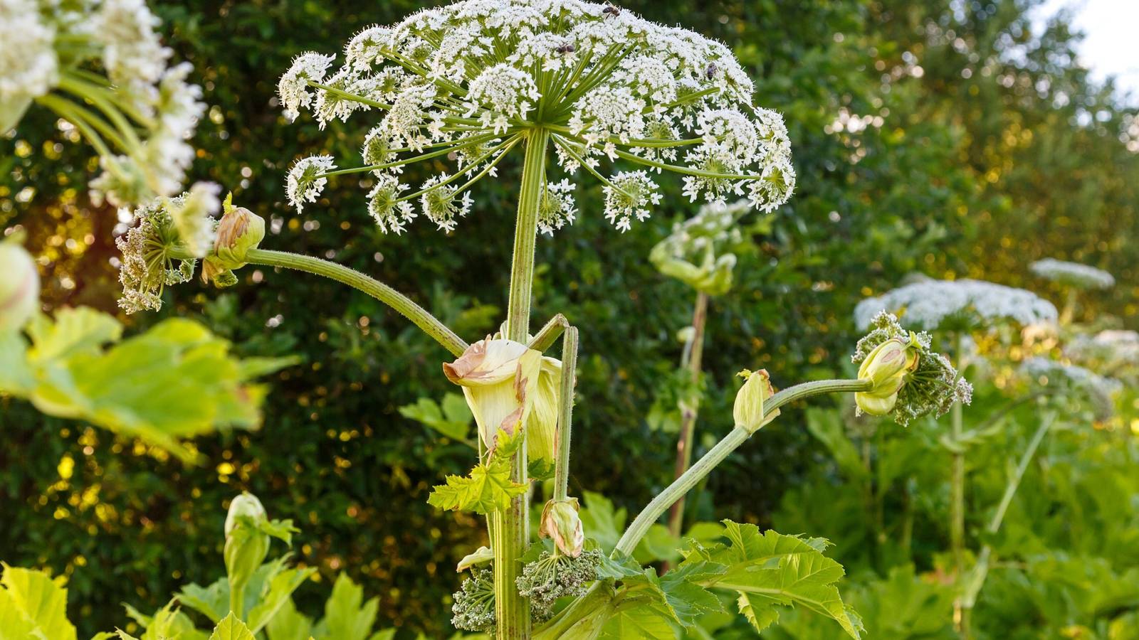 Beward the Giant Hogweed: A Poison Plant with a Painful Touch