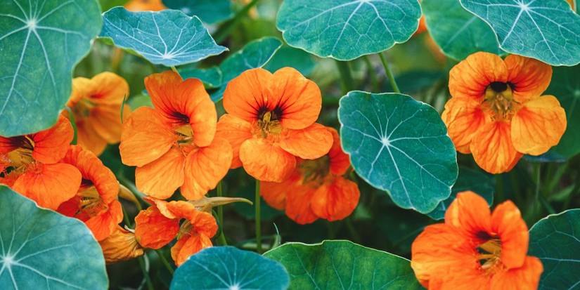 5 Resilient Annual Flowers Perfect for Windy Weather