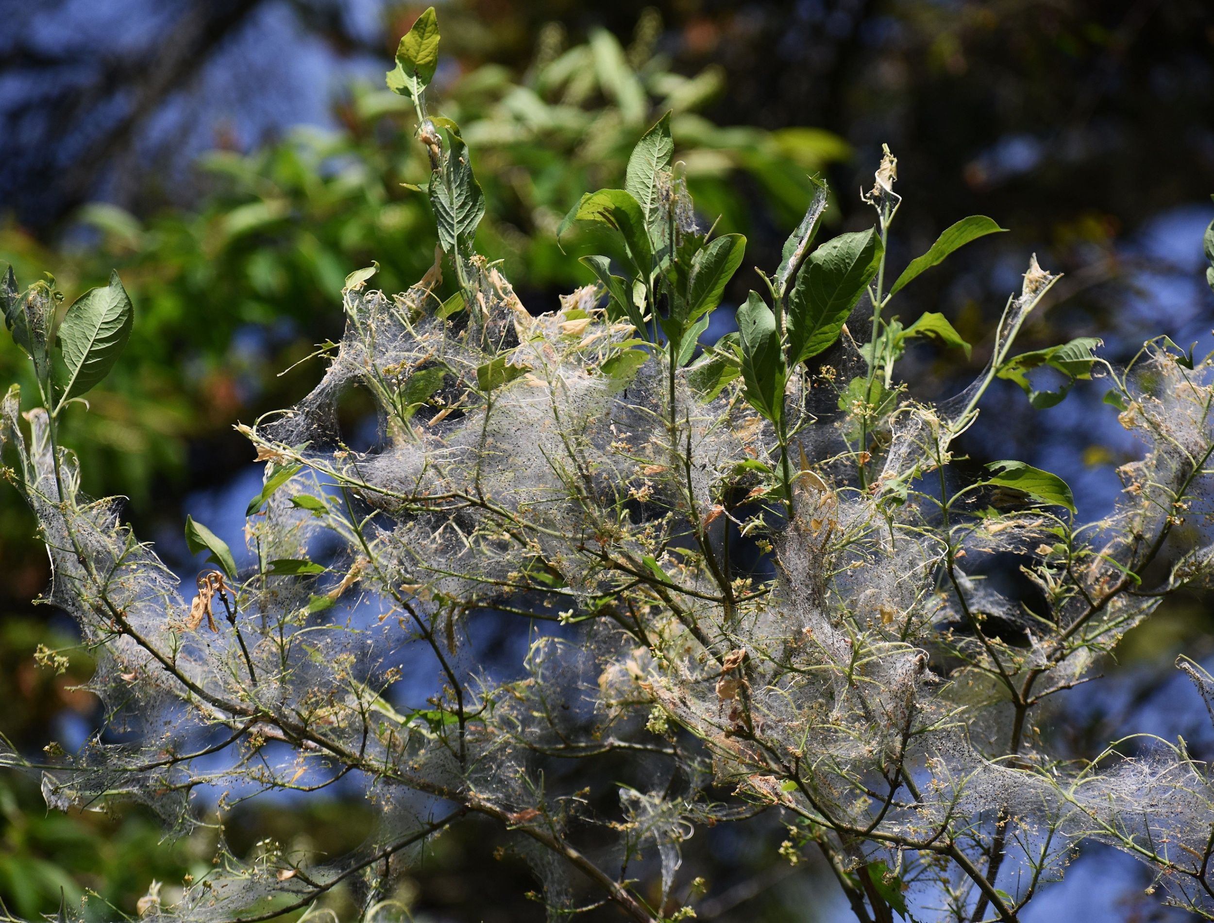 Sod Webworms: 5 Signs These Garden Pests Made a Home in Your Space