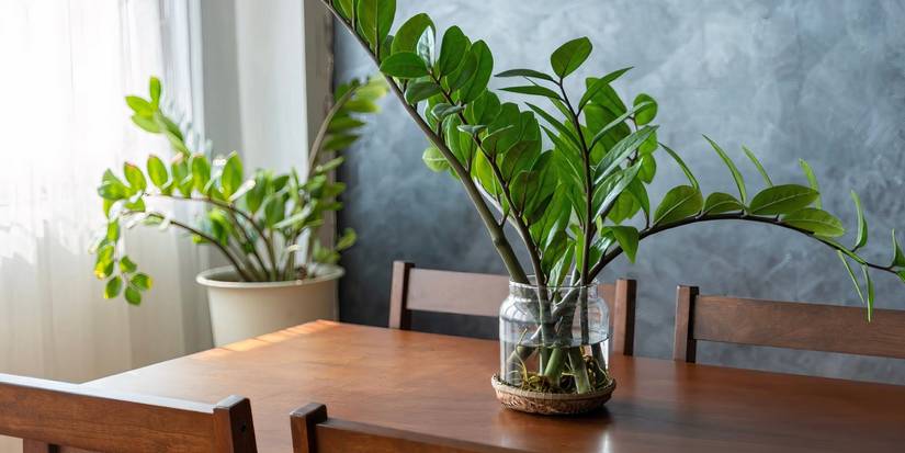 Plants That Can Grow Inside