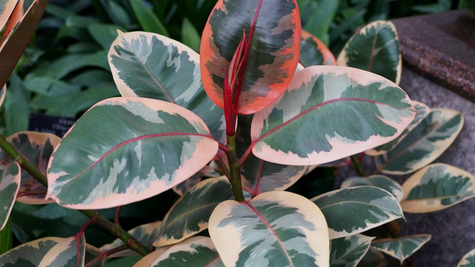 Learn How To Care For a Rubber Plant With Easy Steps